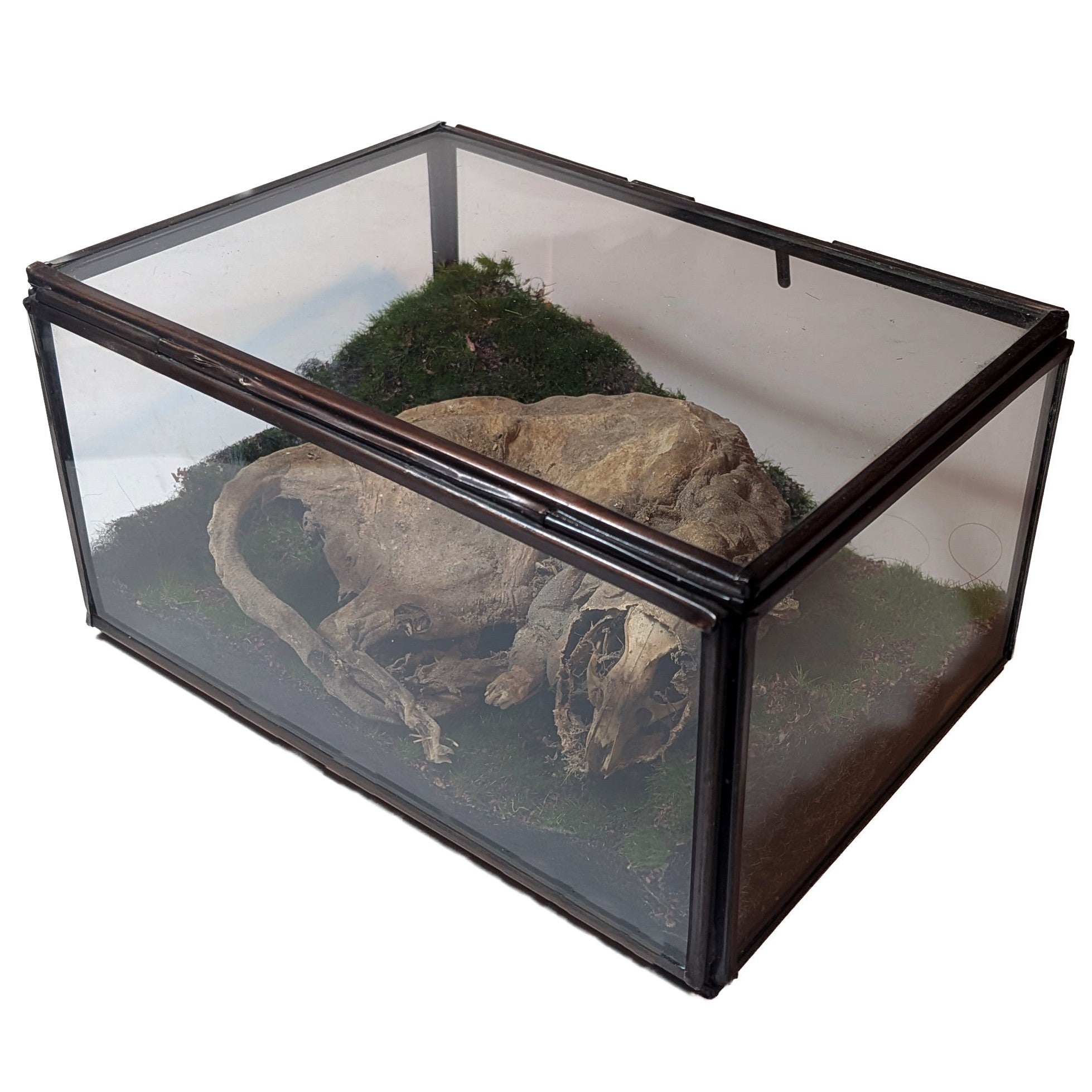 Naturally mummified rat in glass display case | Morbitorium