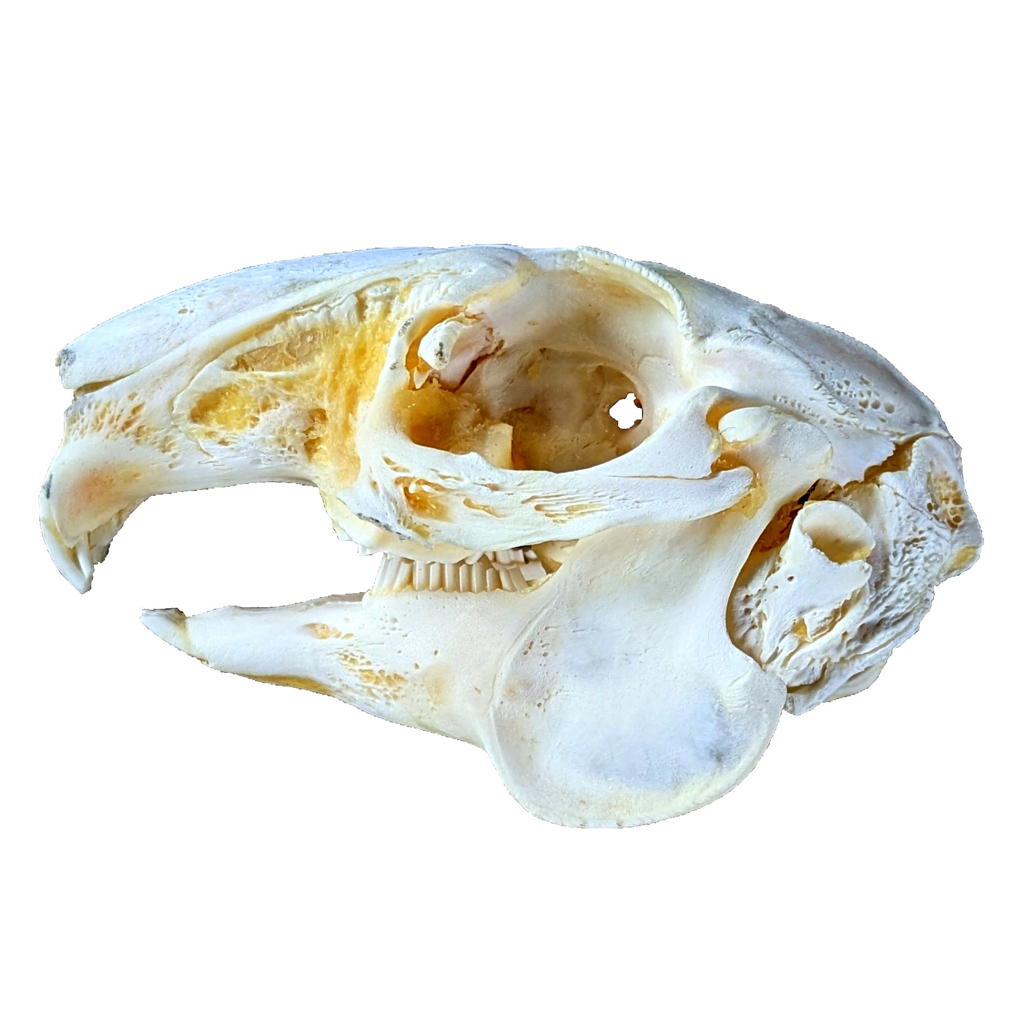 Rabbit skull | Morbitorium