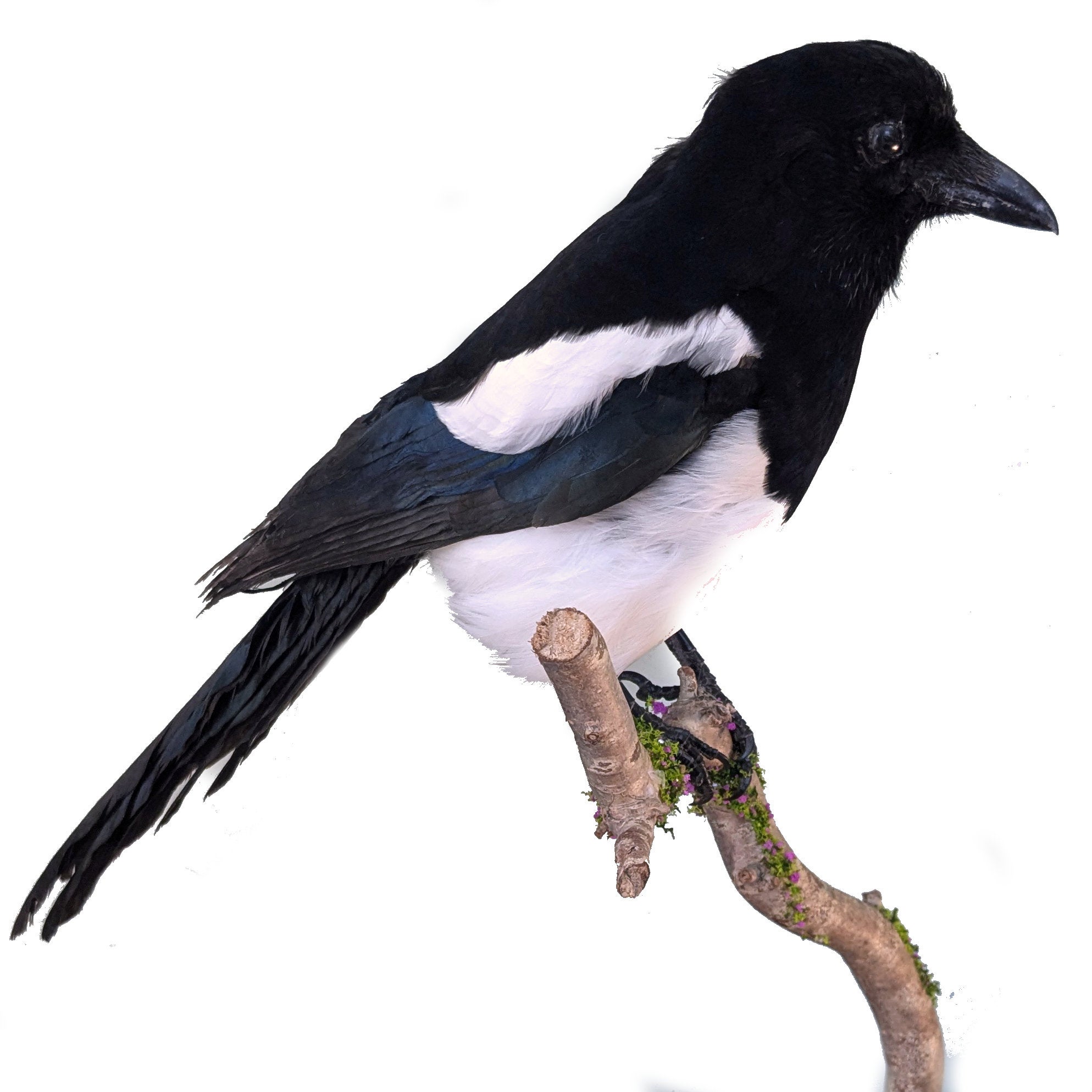 Magpie | Morbitorium