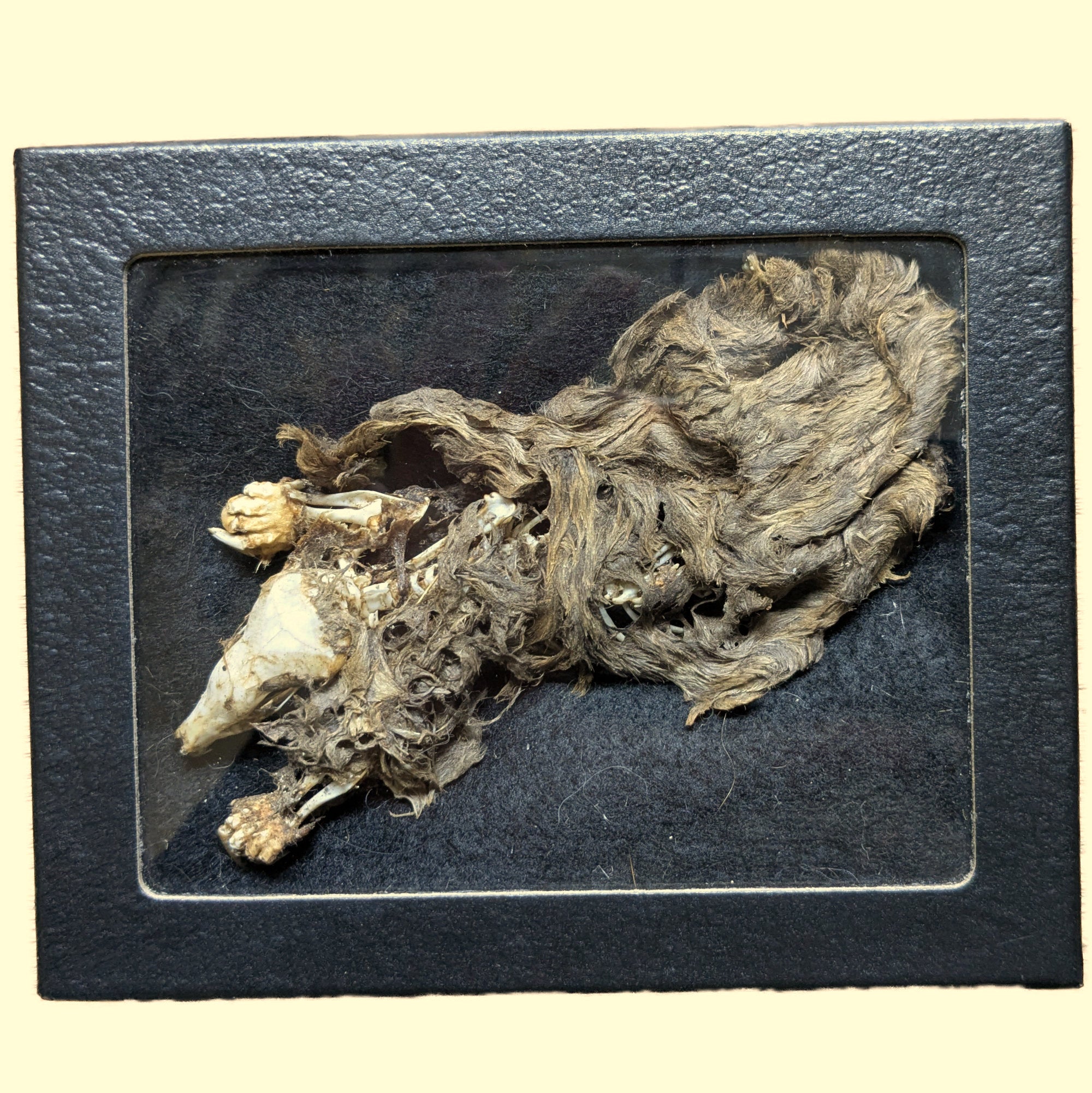 Mummified mole in display box | Morbitorium