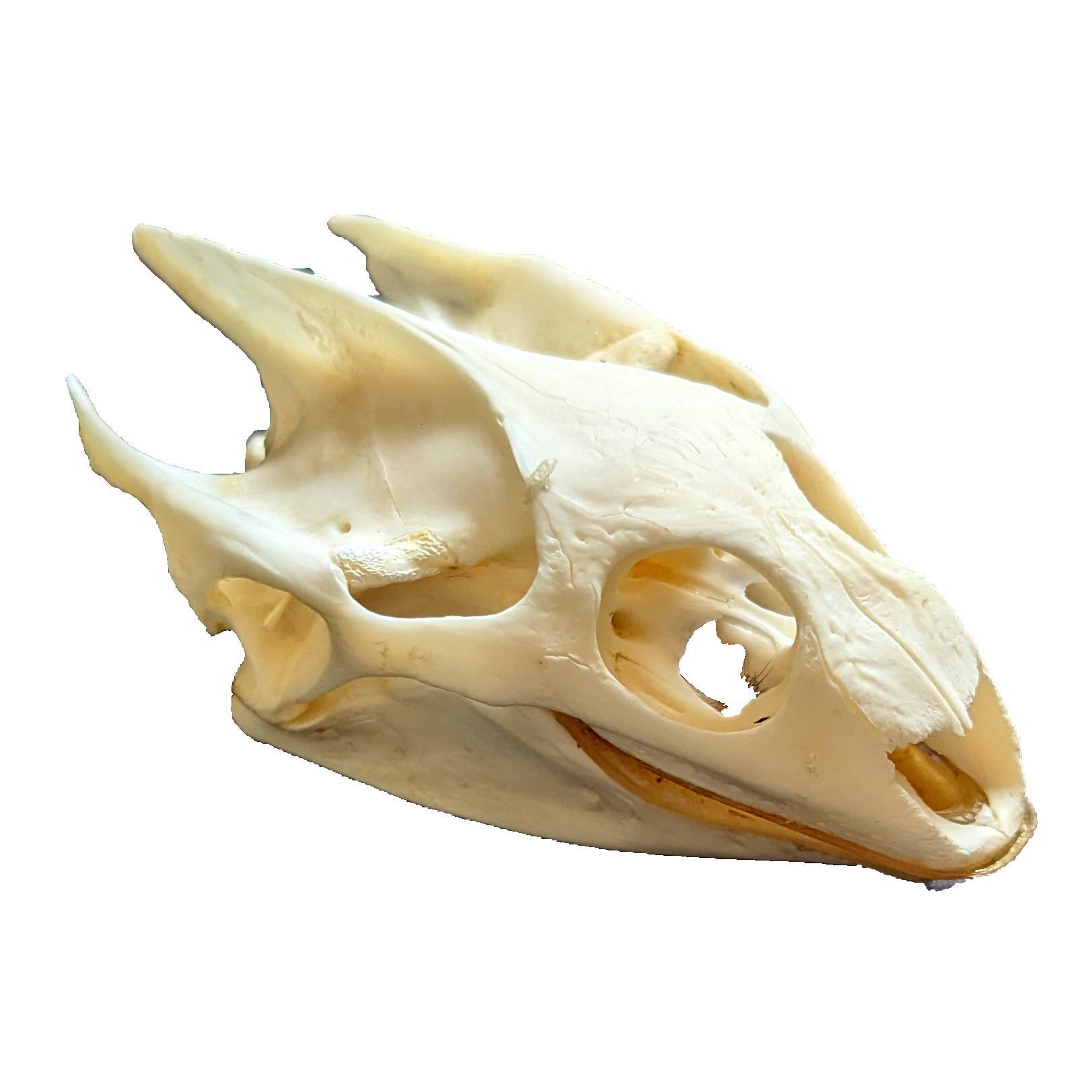 Turtle skull in display dome | Morbitorium
