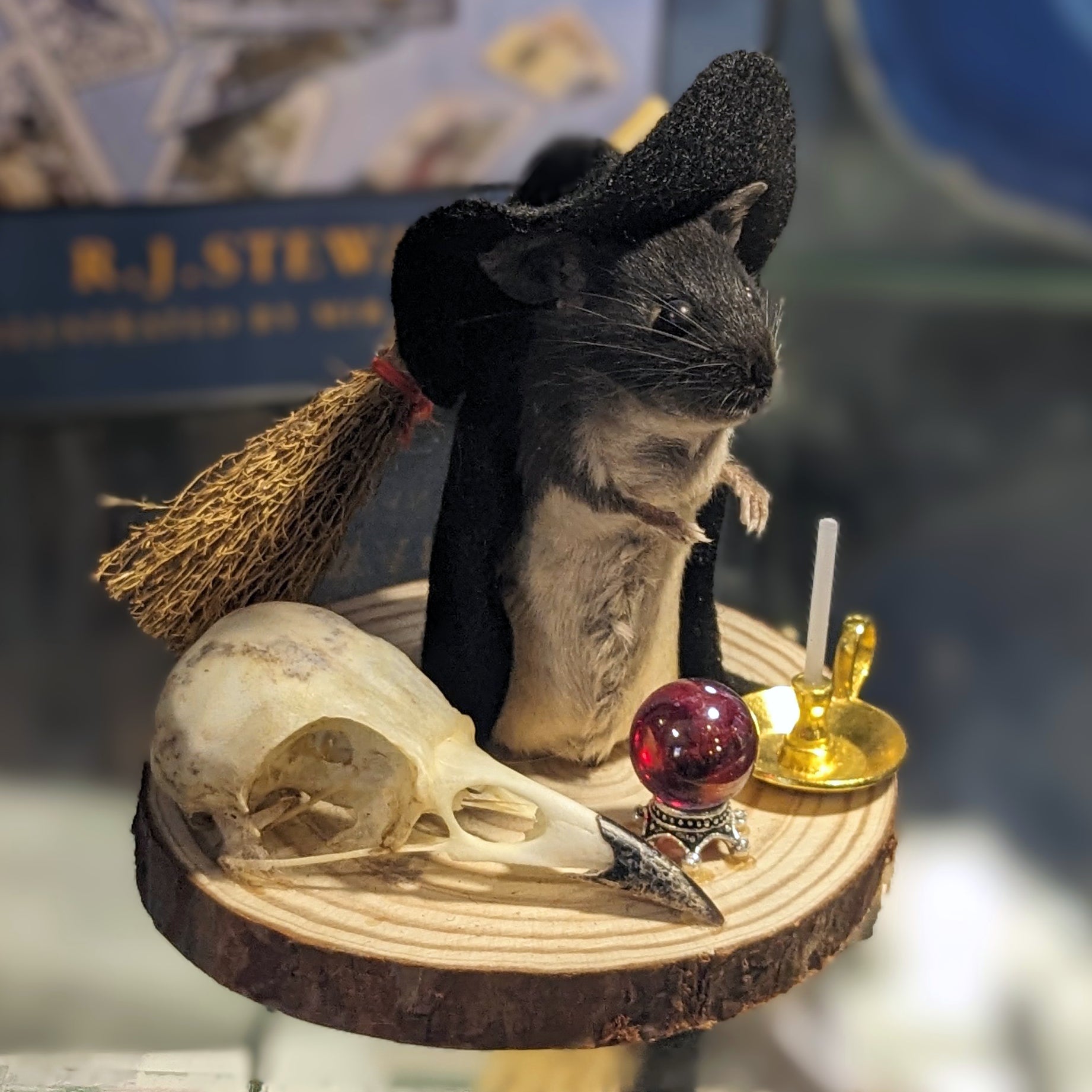 Witch mouse | Morbitorium