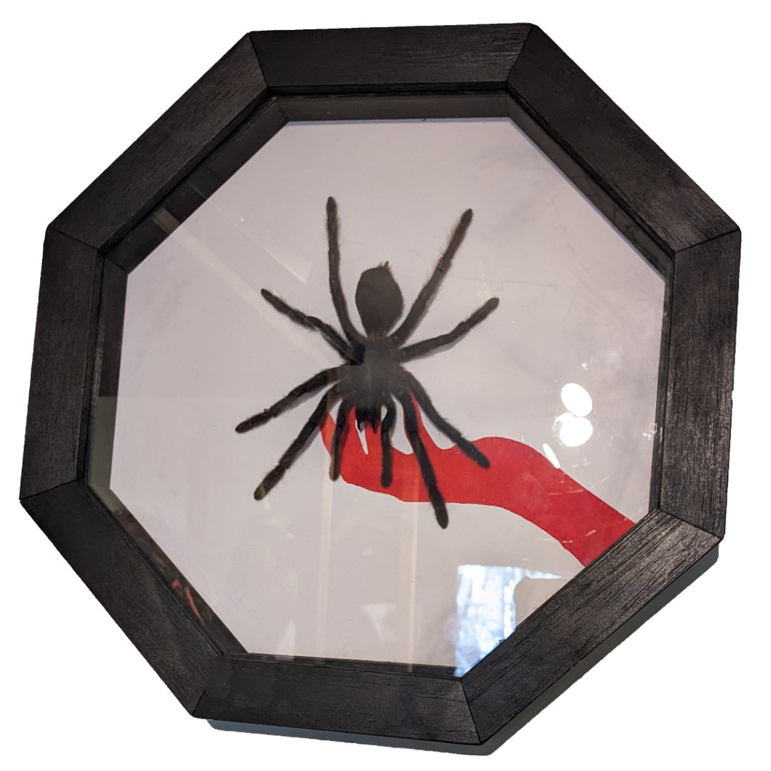 Octagonal tarantula spider frame | Morbitorium
