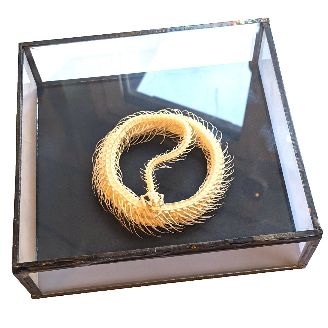 Articulated snake skeleton in glass case | Morbitorium