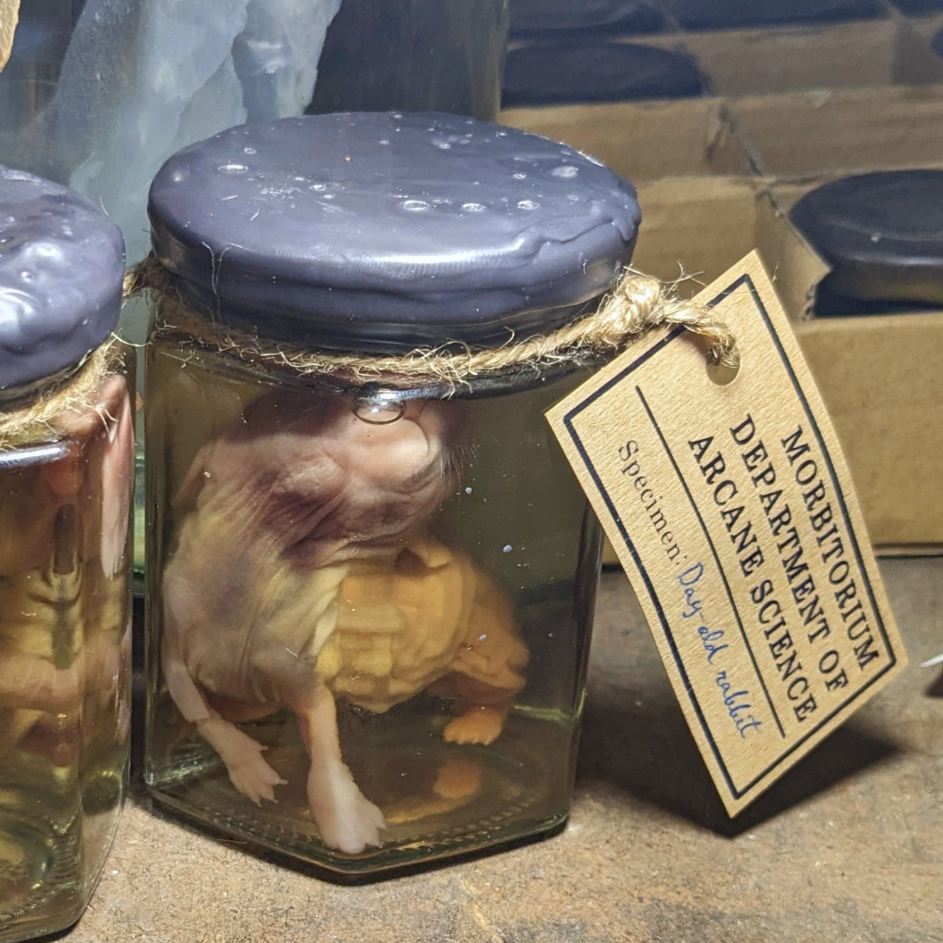 Rabbit wet specimen | Morbitorium