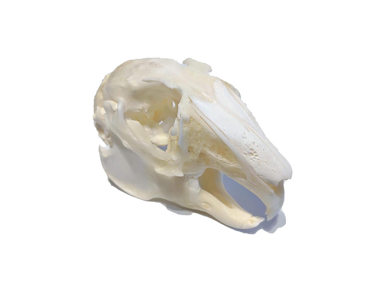 Rabbit skull | Morbitorium