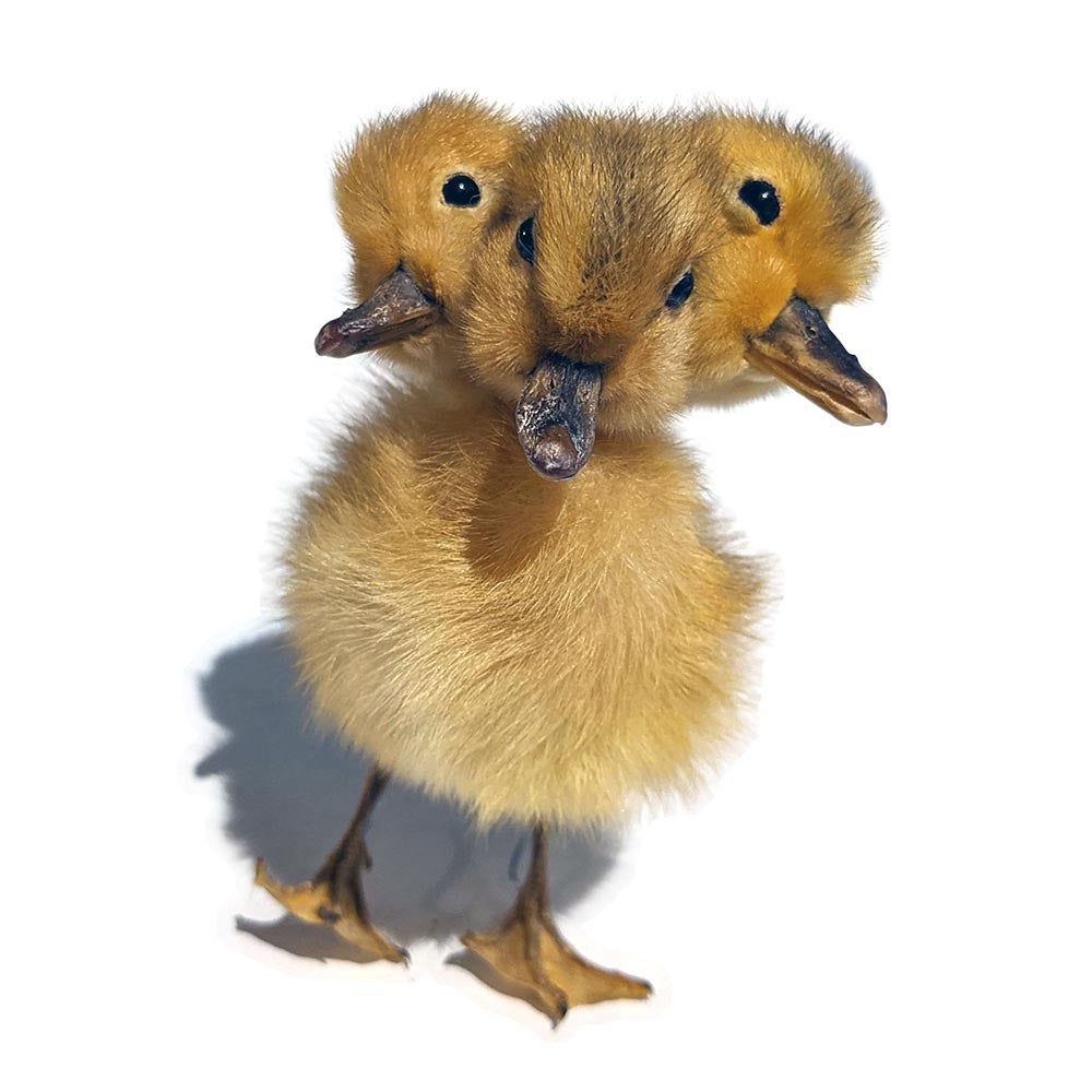 Three headed yellow taxidermy duckling | Morbitorium